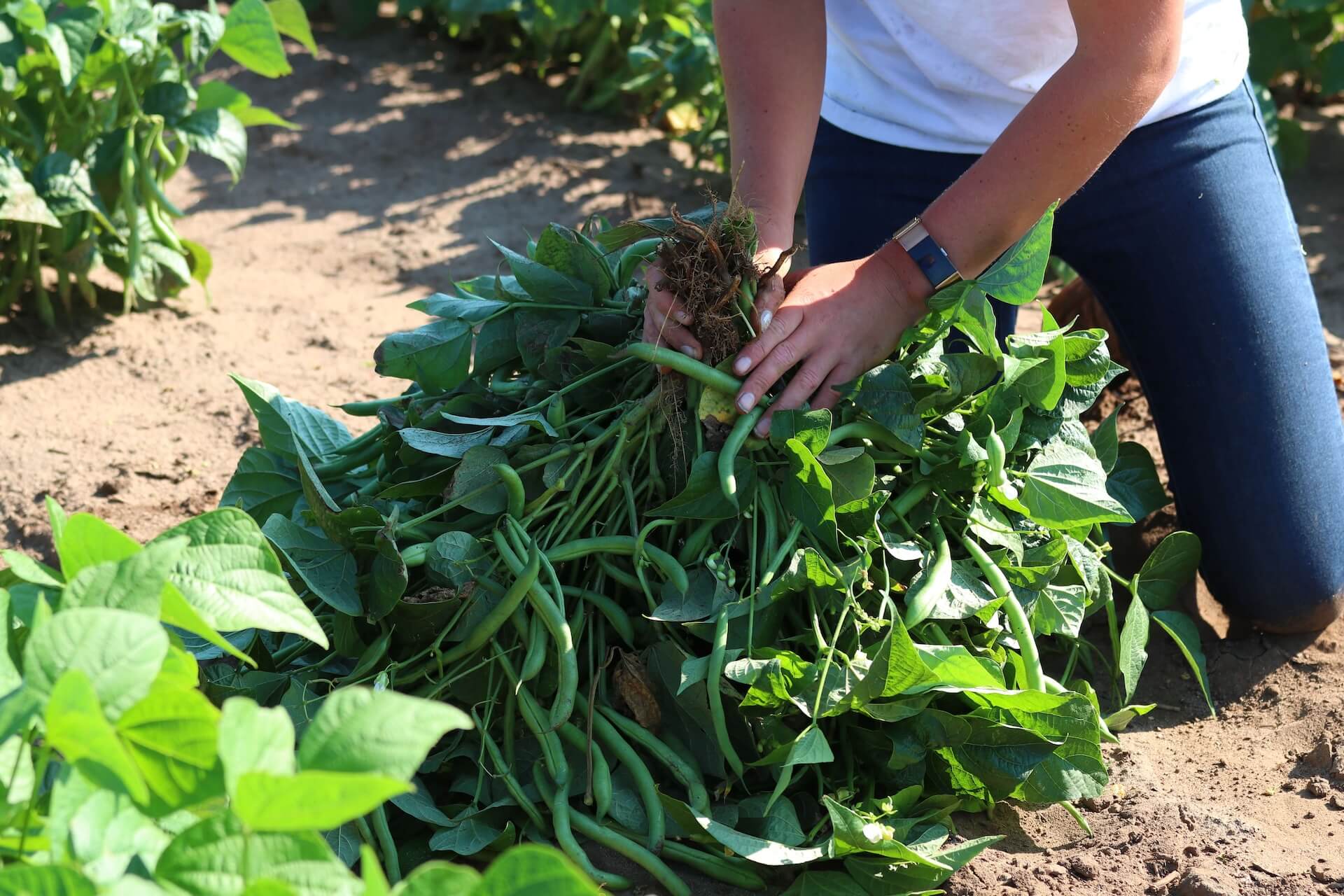 About Green Valley Organics – Organic Beans, Vegetables & Pumpkin
